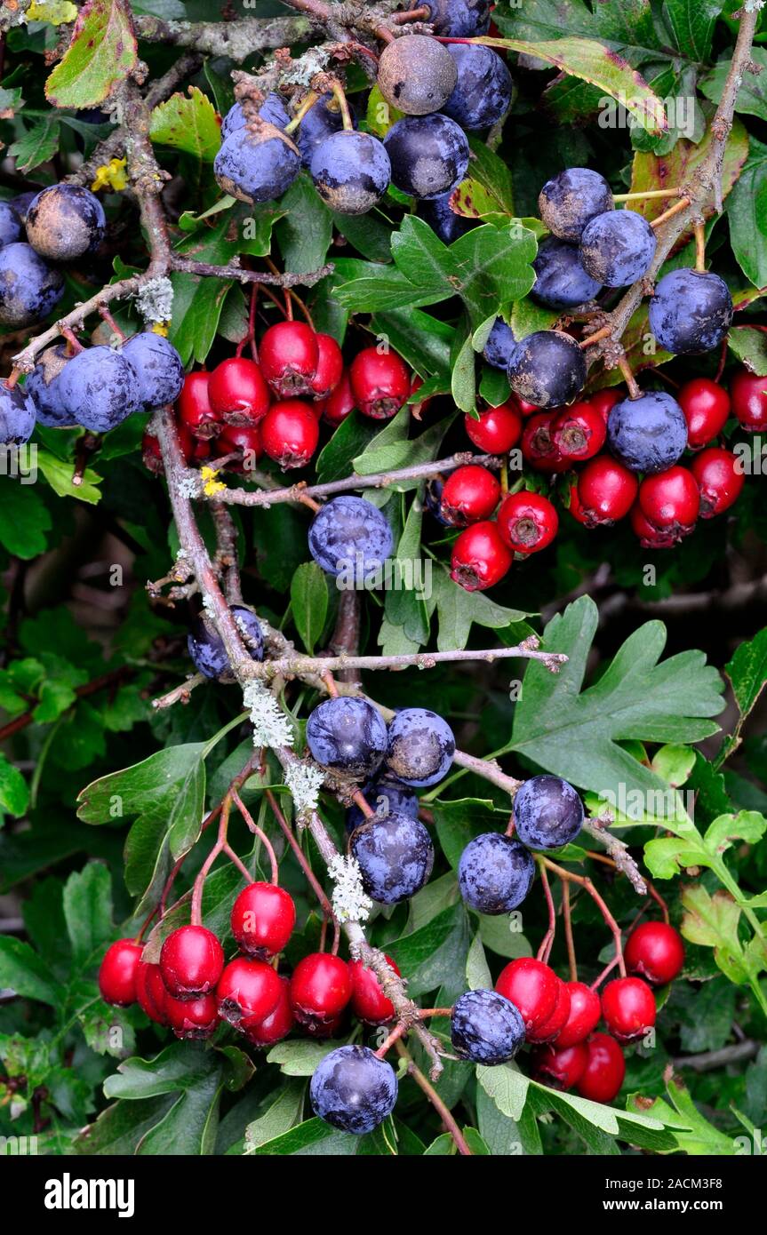 Sloe and hawthorn berries. These are the fruit of the sloe plant ...