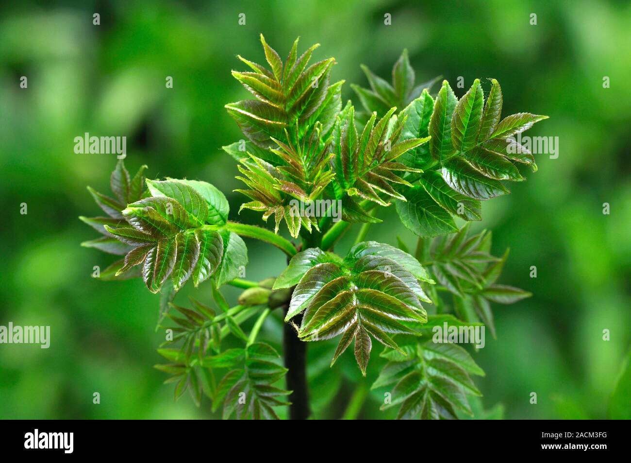 Ash leaves emerging. Ash trees (Fraxinus sp.) produce new leaves in the ...