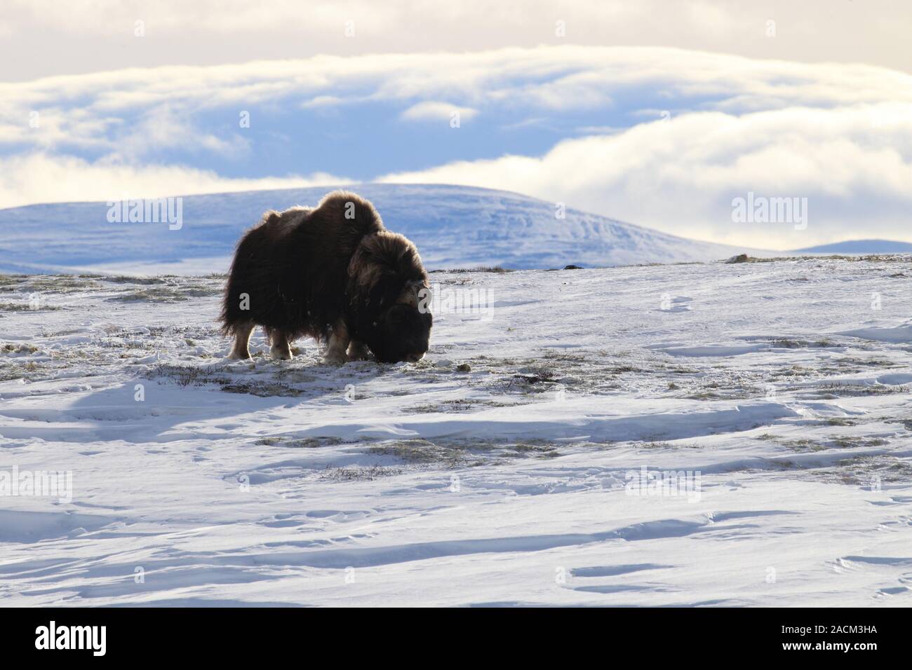 Wild oxen hi-res stock photography and images - Alamy