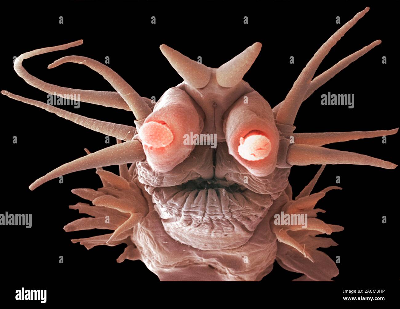 Deep ocean worm (Nereis sandersi), coloured scanning electron ...