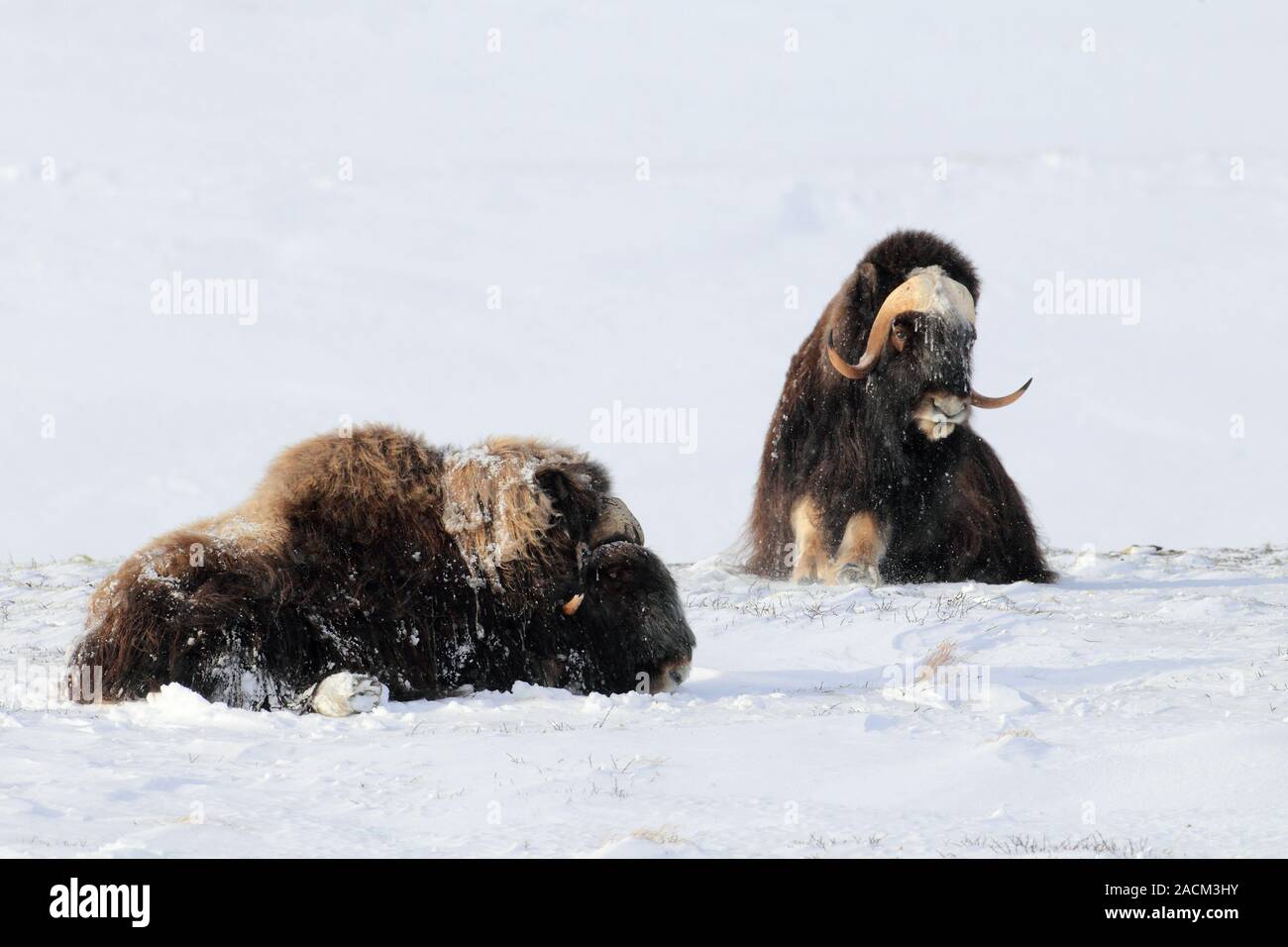Musk oxen in winter hi-res stock photography and images - Alamy