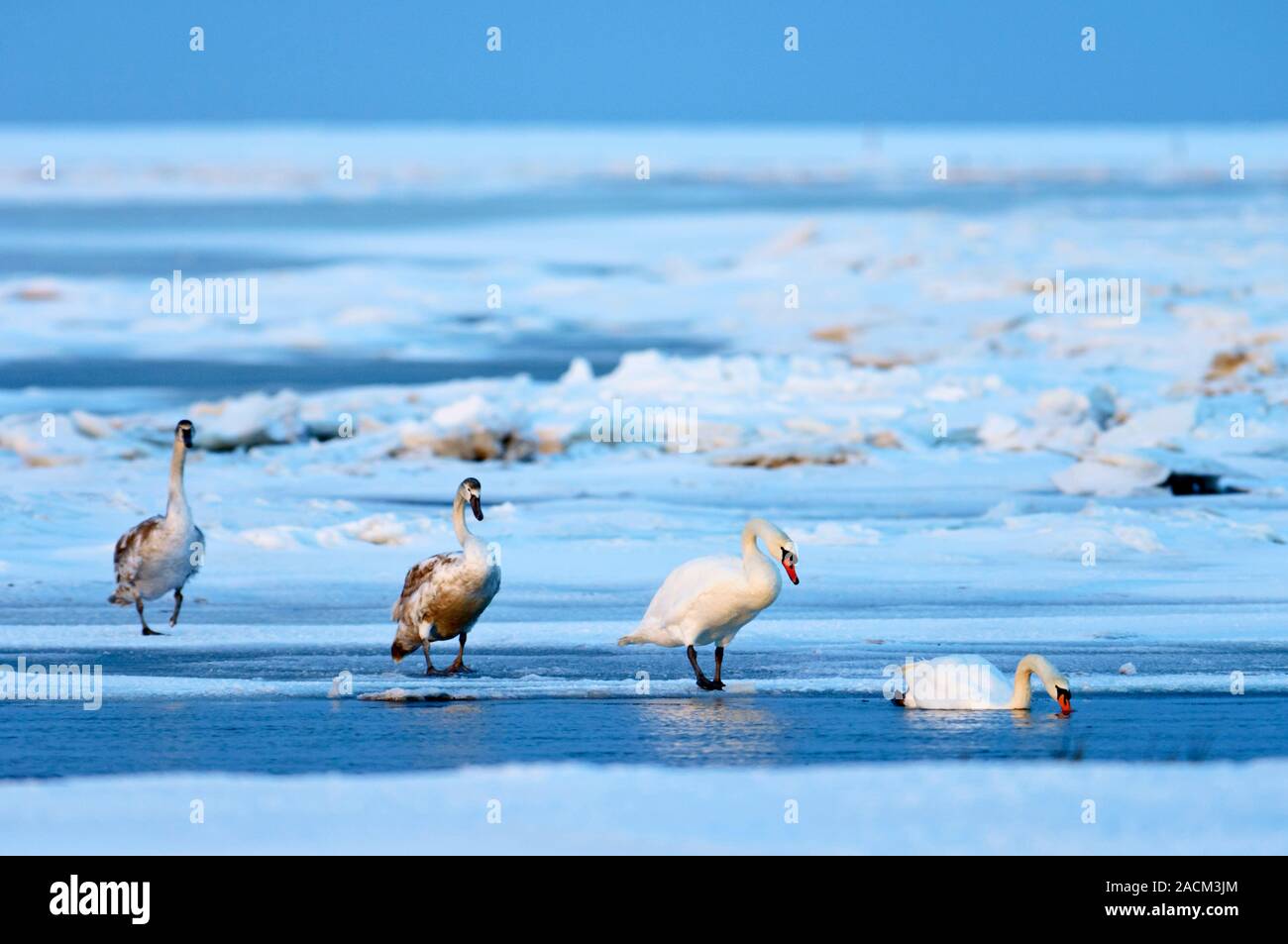 Mute swan (Cygnus olor) family group foraging on a frozen salt marsh at ...