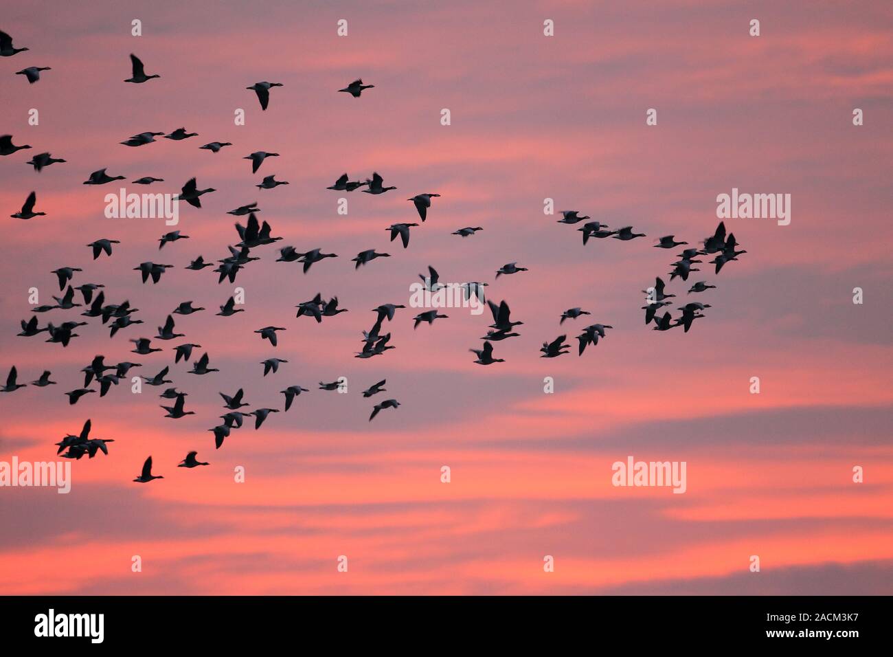Goose in the sunset Stock Photo - Alamy