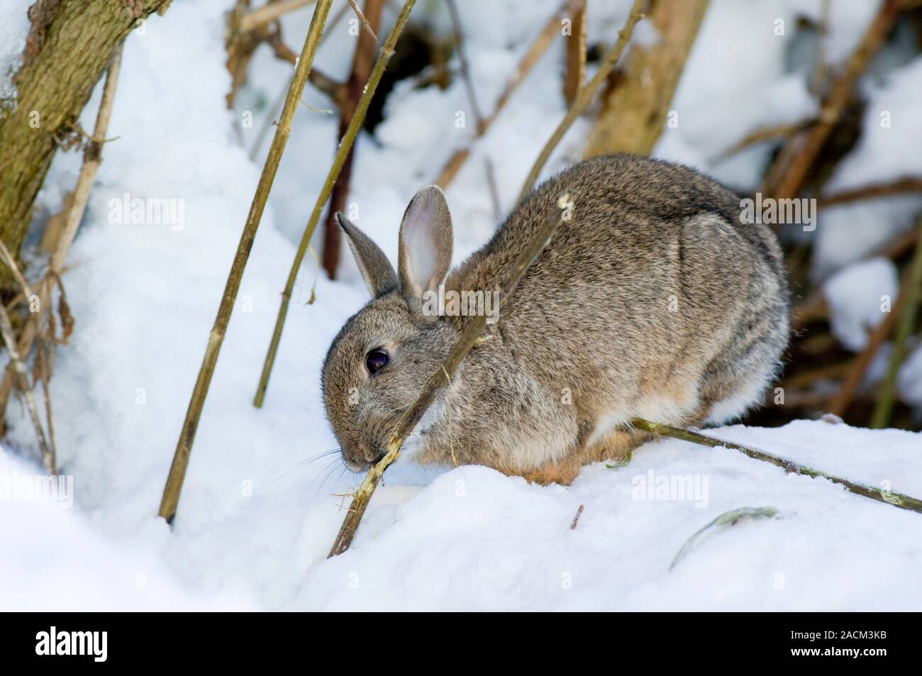 European rabbit (Oryctolagus cuniculus) in snow, feeding on plant stems ...