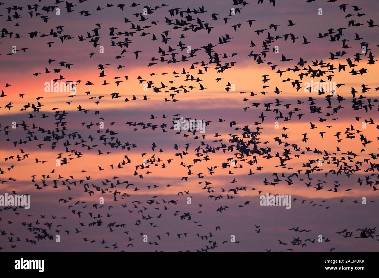 Goose in the sunset Stock Photo - Alamy