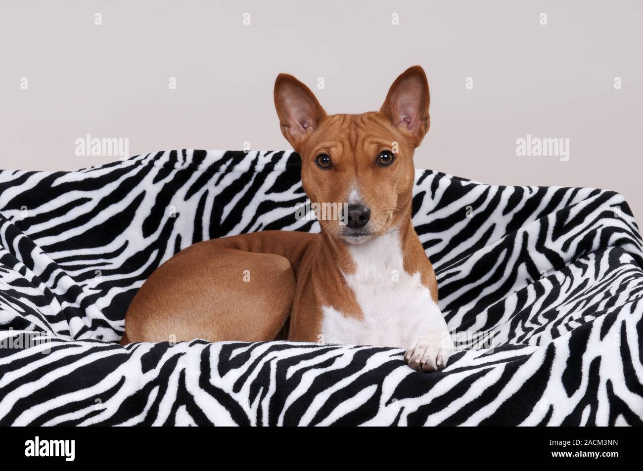 Basenji, African Bush Dog or Congo Dog Stock Photo - Alamy
