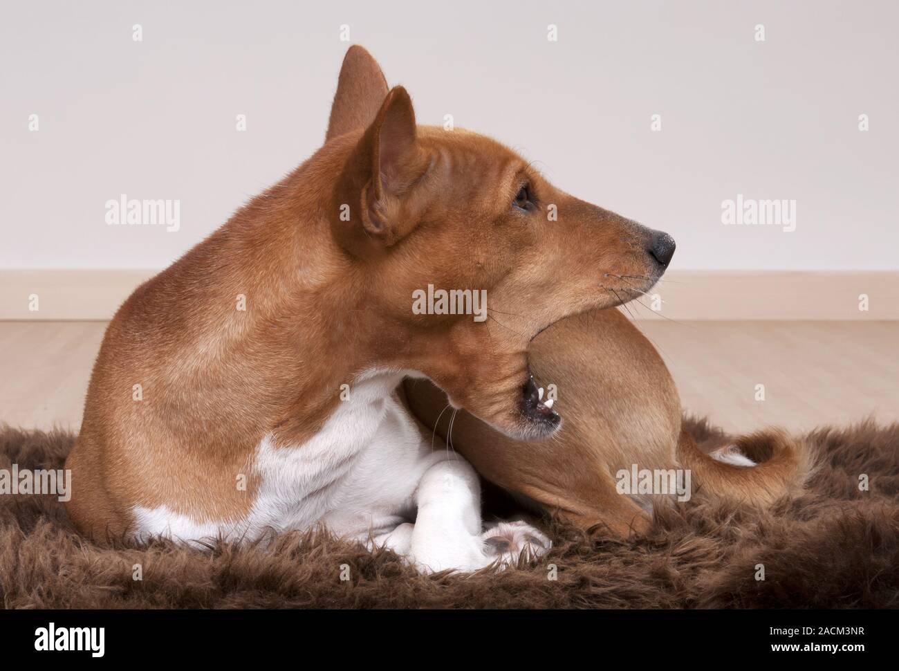 African bush dog hi-res stock photography and images - Alamy
