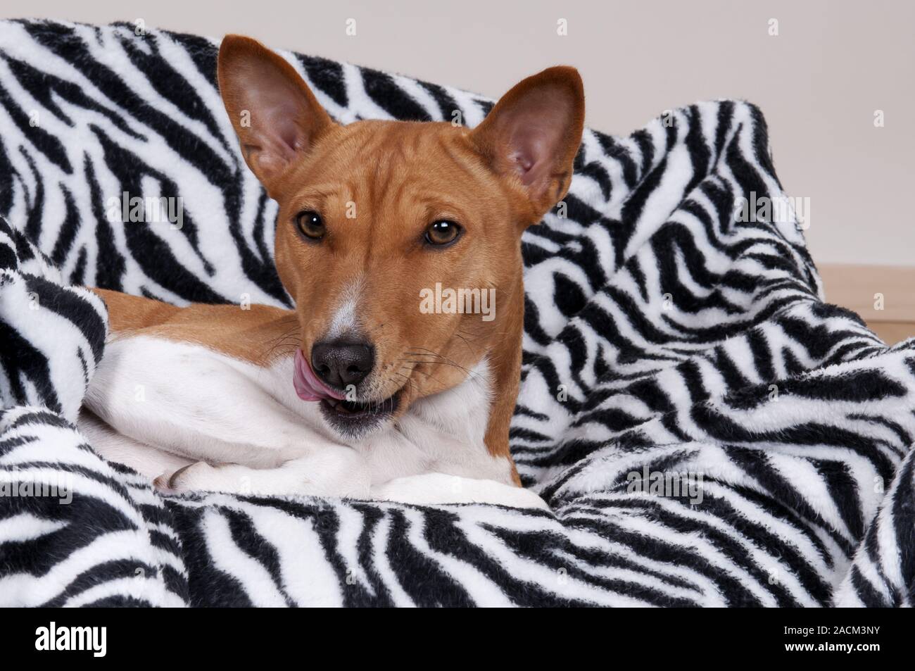 Basenji, African Bush Dog or Congo Dog Stock Photo - Alamy