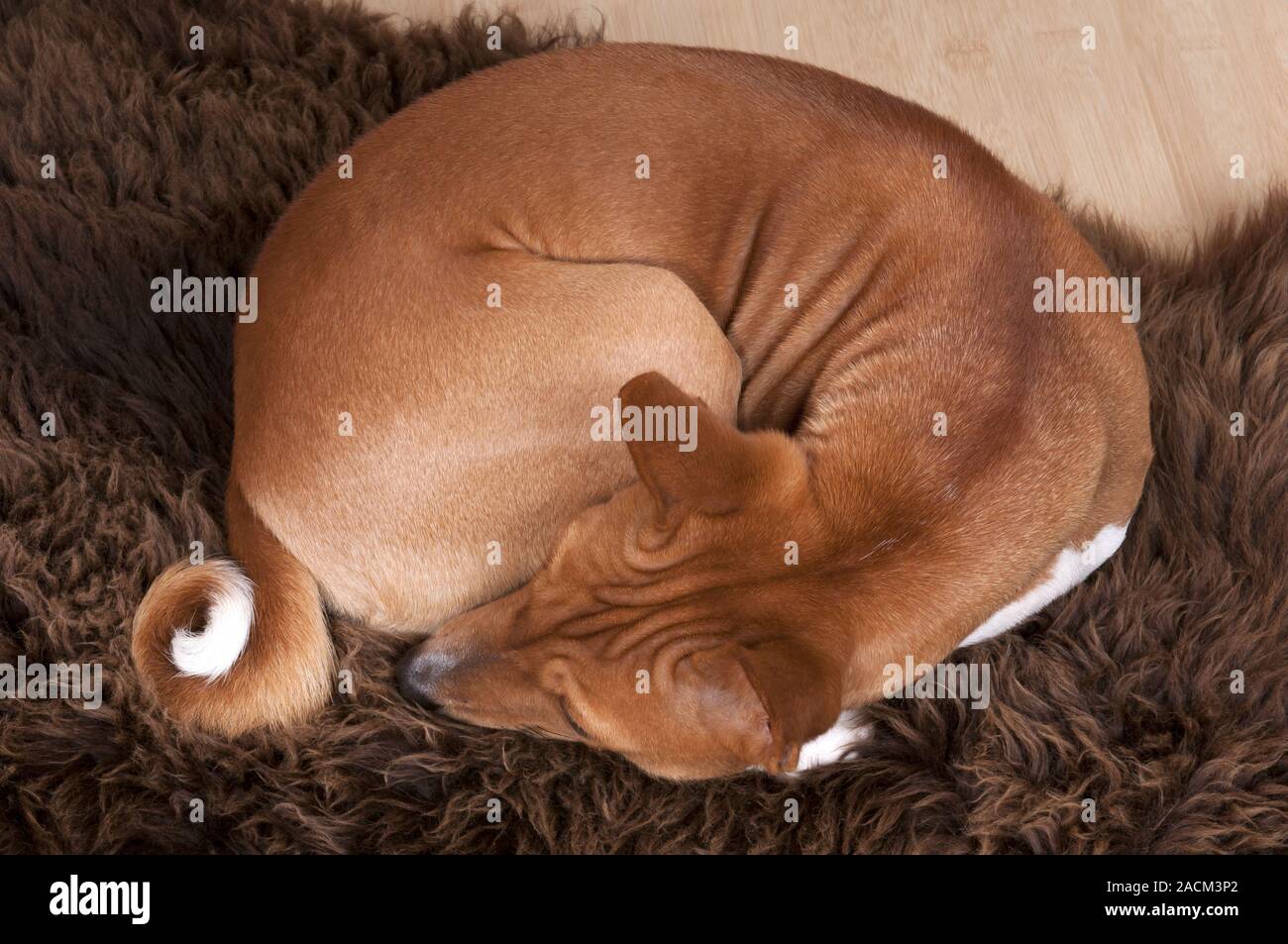 Basenji, African Bush Dog or Congo Dog Stock Photo - Alamy
