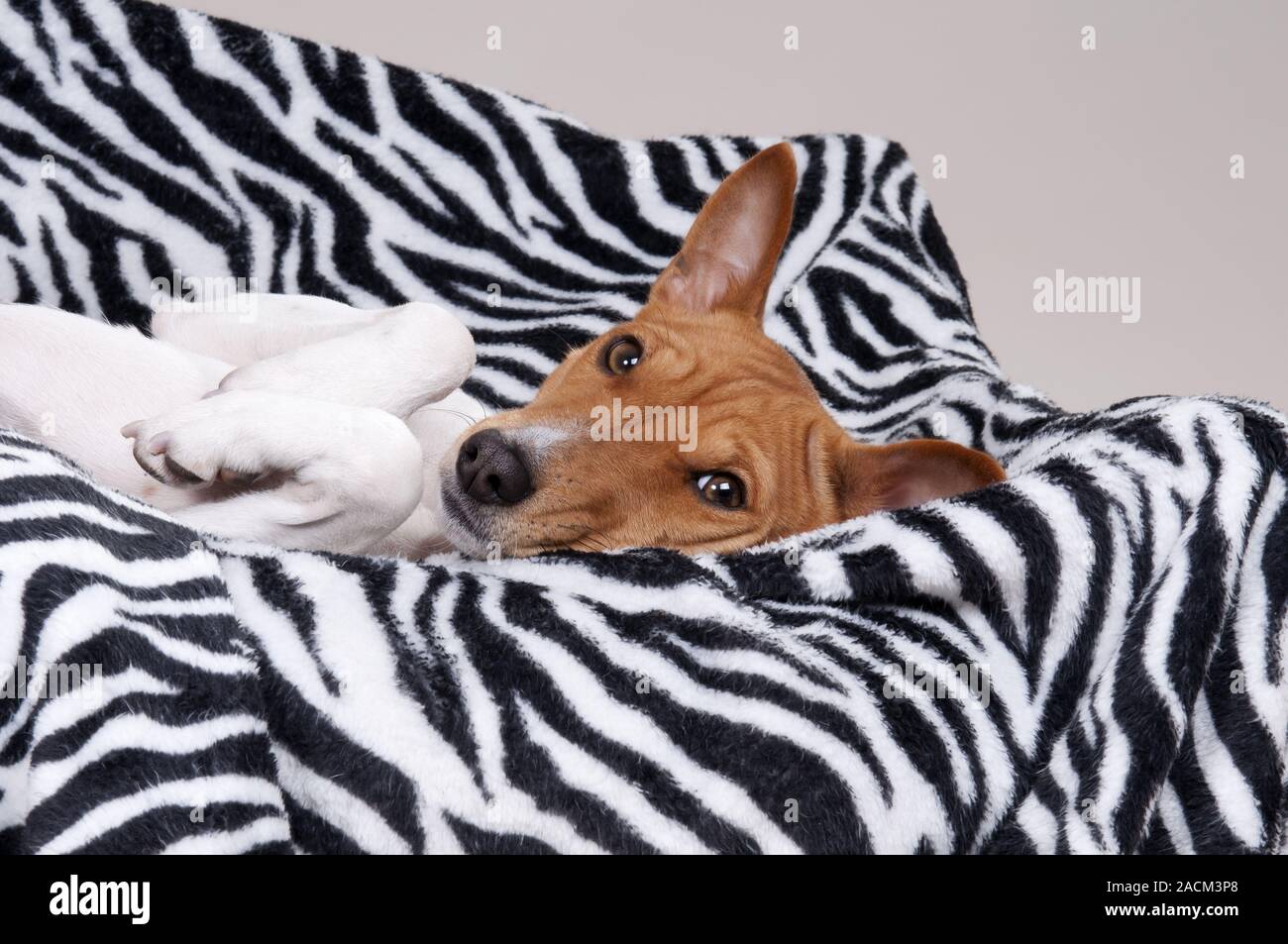 Basenji, African Bush Dog or Congo Dog Stock Photo - Alamy