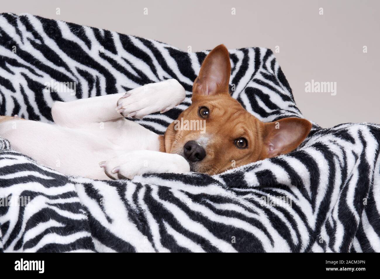 Basenjis hi-res stock photography and images - Alamy