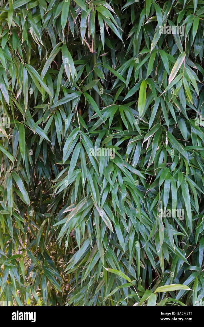 Temple bamboo (.Semiarundinaria fastuosa Stock Photo - Alamy