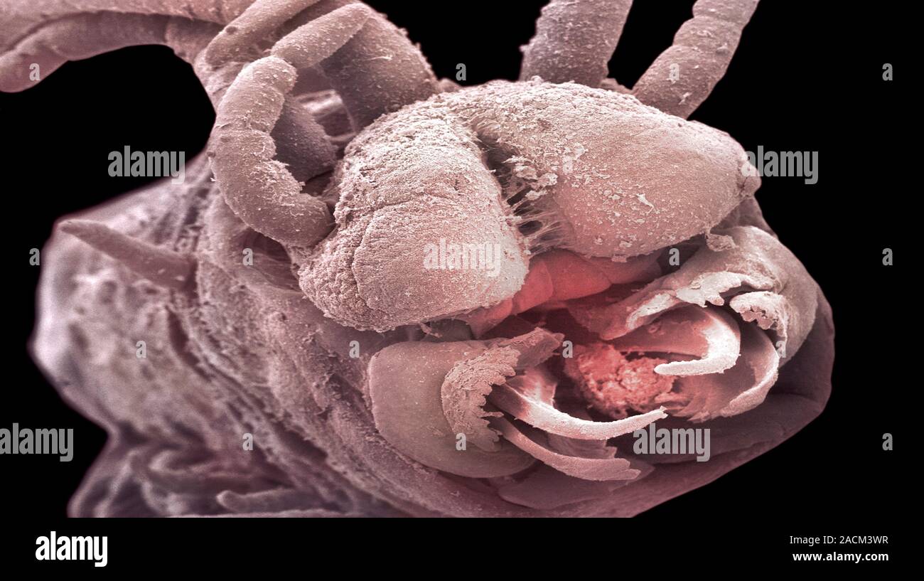 Deep ocean worm (Eunice pulvinopalpata), coloured scanning electron ...