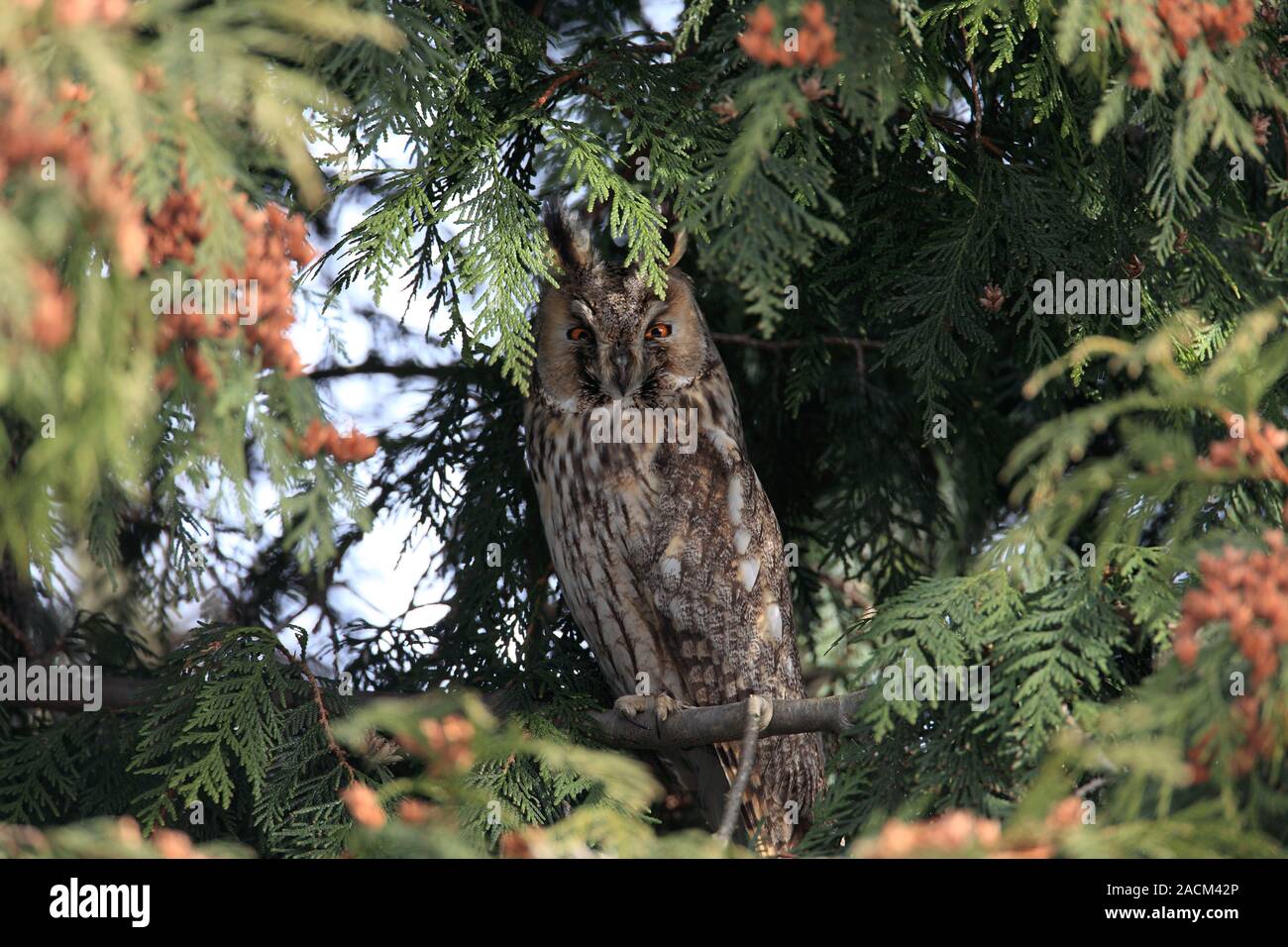 Snoozing owl hi-res stock photography and images - Alamy