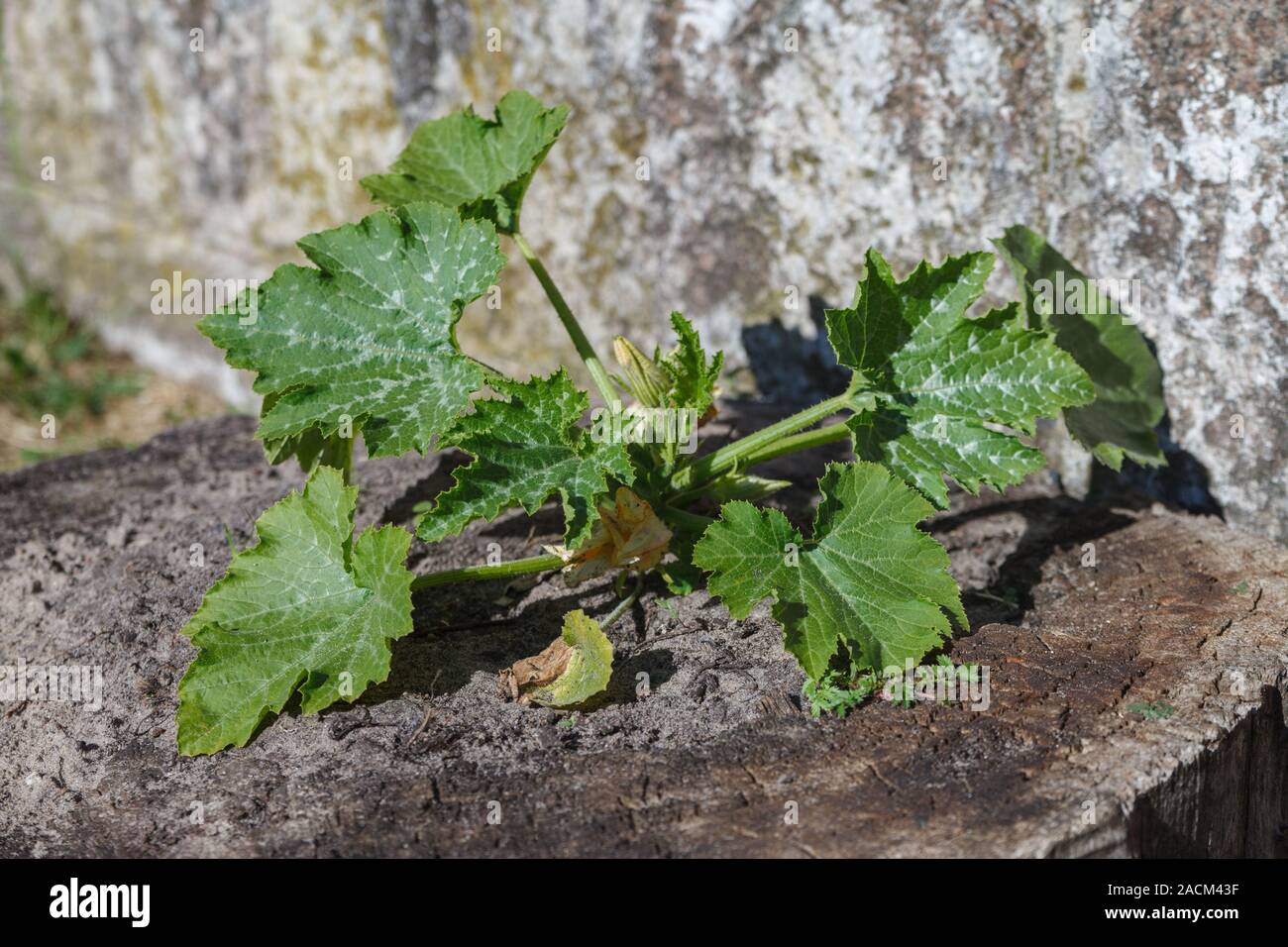 Marrow Plant High Resolution Stock Photography and Images - Alamy