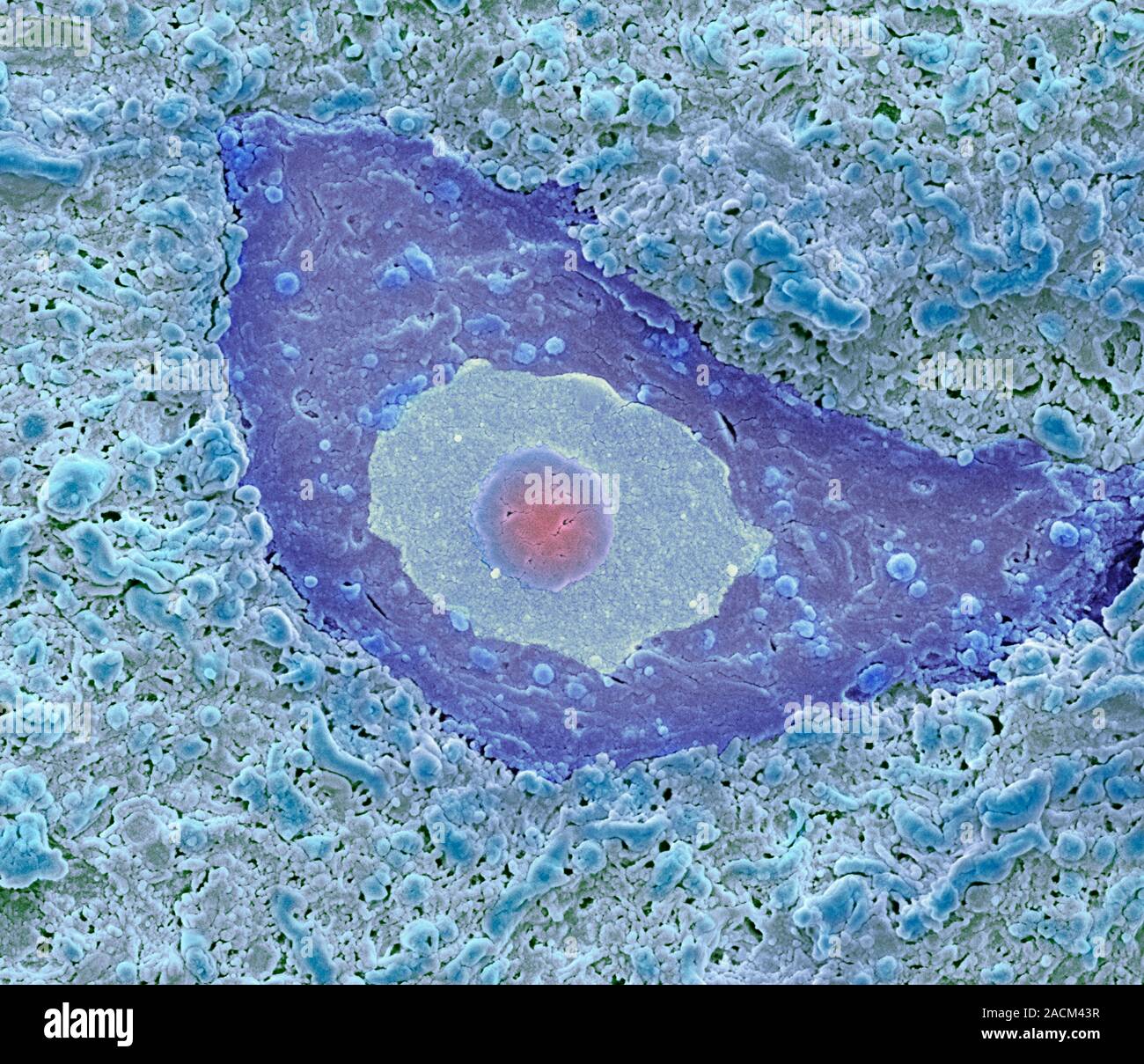 Motor neuron. Scanning electron micrograph (SEM) of section through a ...