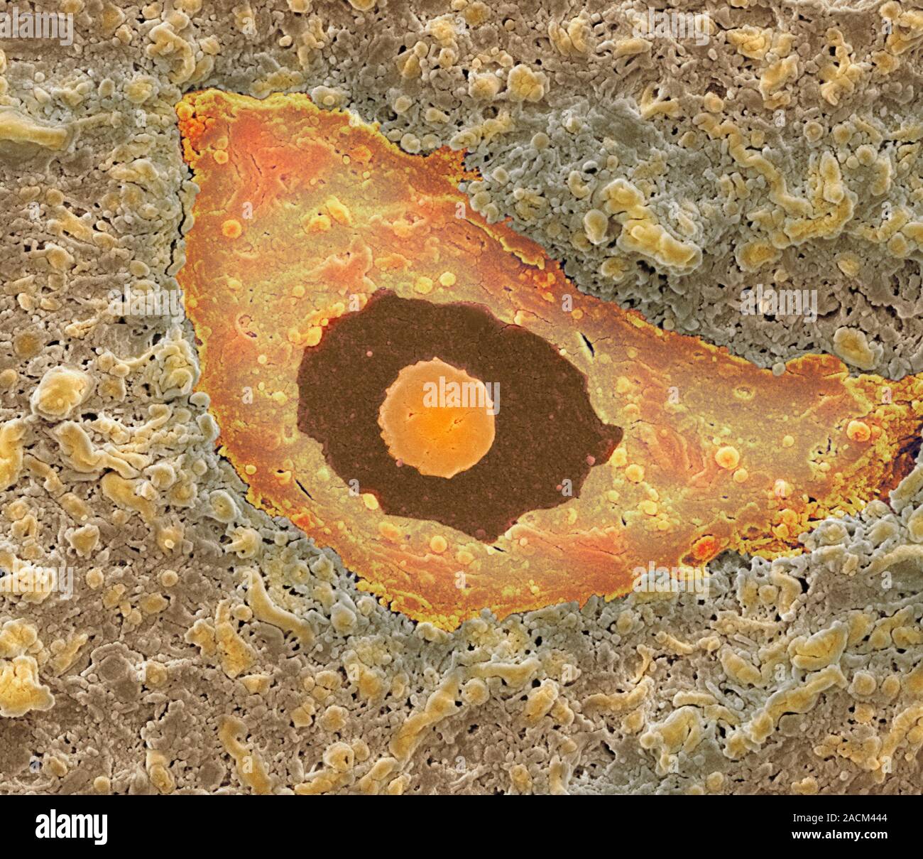 Motor neuron. Scanning electron micrograph (SEM) of section through a ...