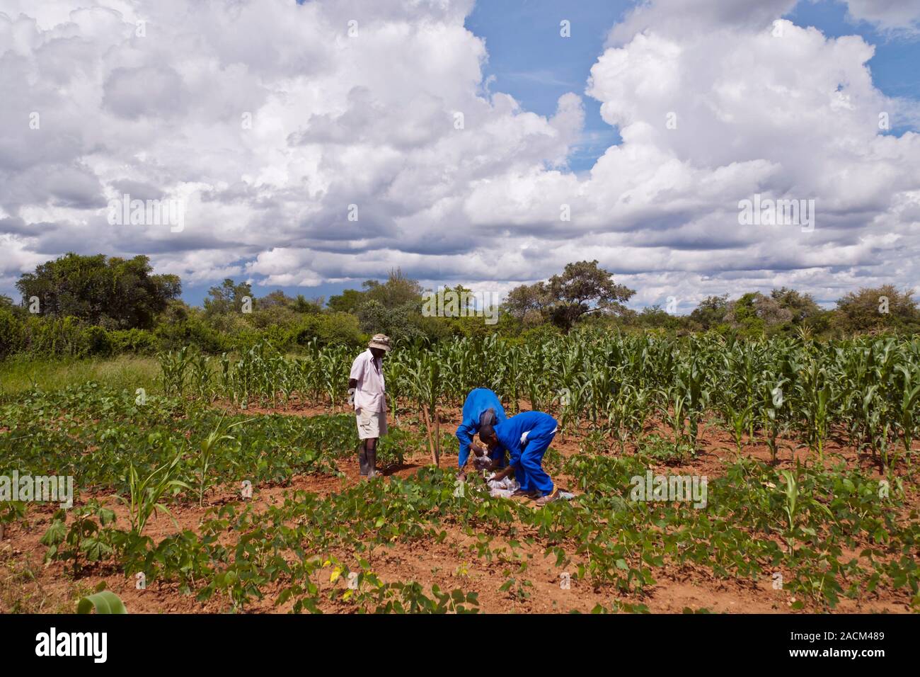 Farmers tending their crops. Photographed in Zimbabwe, Africa Stock ...