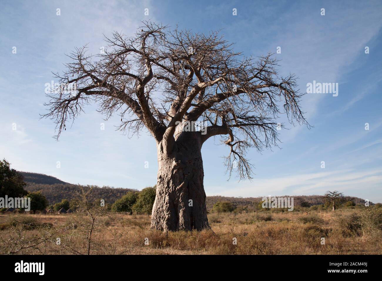 Baobab (Adansonia digitata) tree. Photographed in Zimbabwe Stock Photo ...