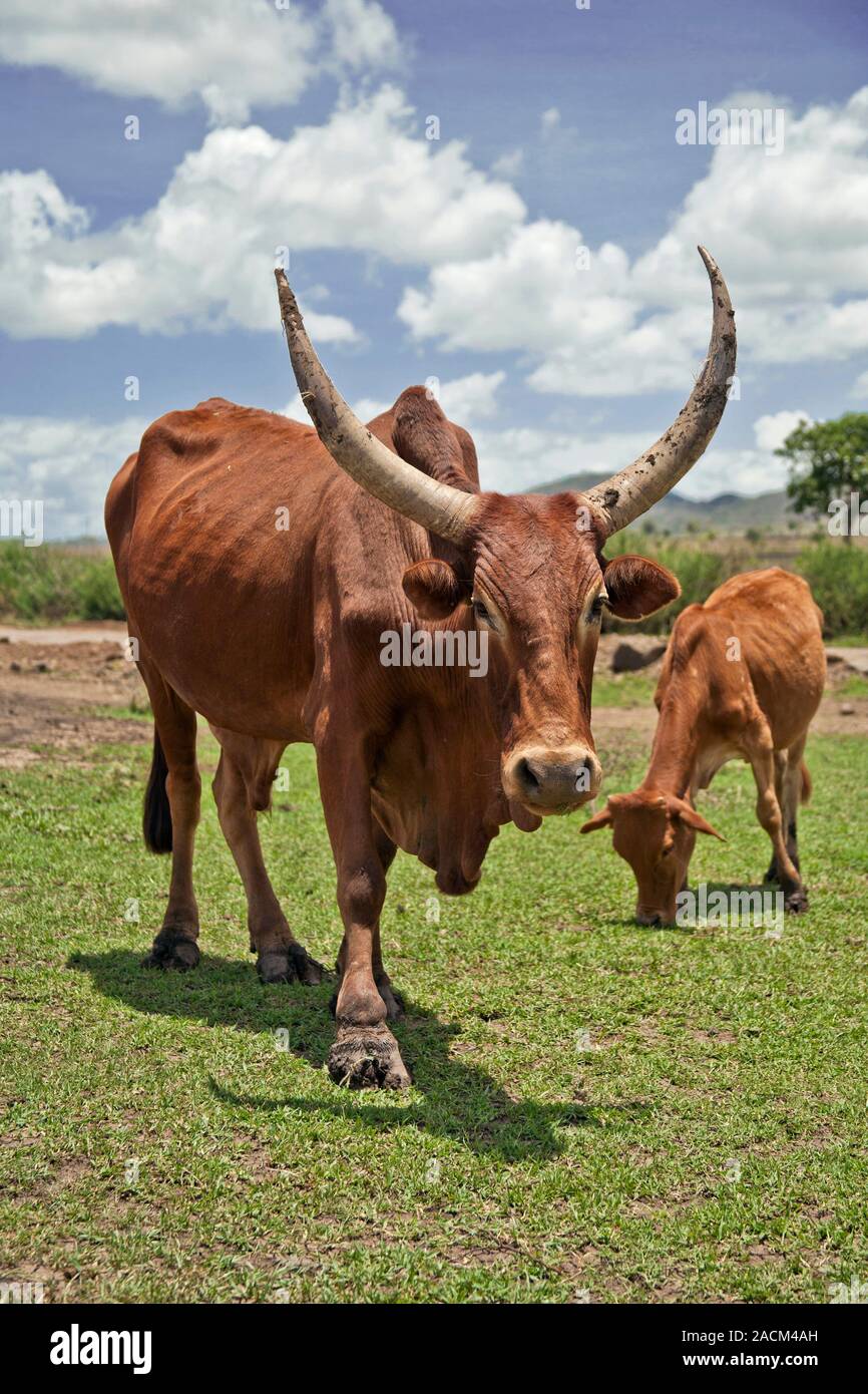 Abyssinian highland zebu with its calf. The Abyssinian Highland zebu ...