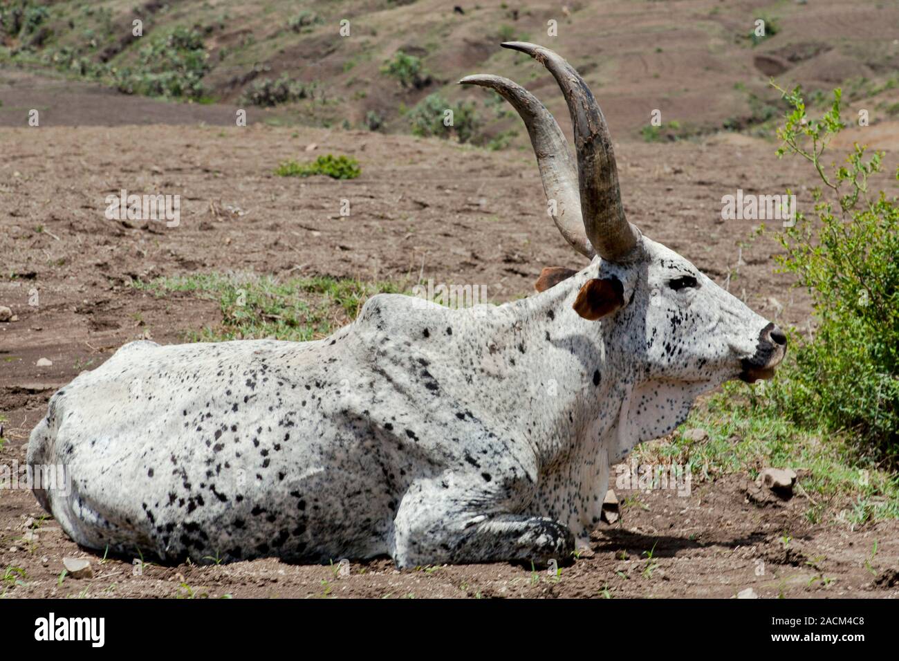 Abyssinian highland zebu resting. The Abyssinian Highland zebu (Bos ...