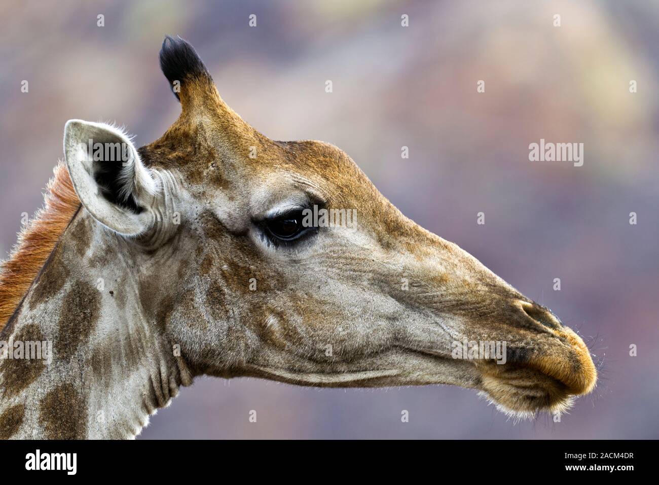 Giraffe (Giraffa camelopardalis). Photographed in Africa Stock Photo ...