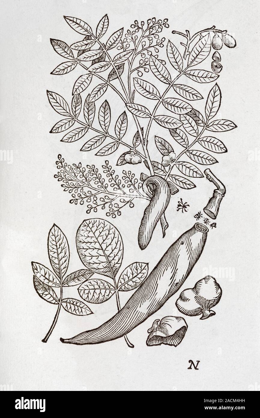 Terebinth plant. 16th-century artwork of a terebinth plant (Pistacia ...