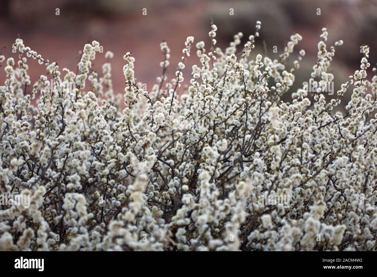 Acacia mellifera in flower. This tree is an important fodder crop in ...