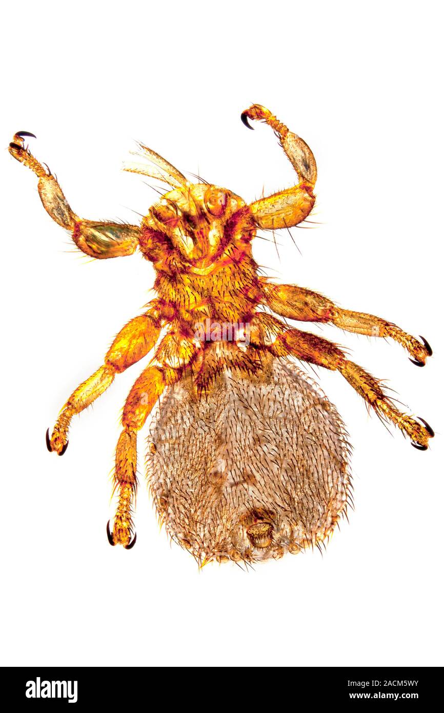 Mouse flea. Light micrograph of a Megabothris turbidus flea. These ...