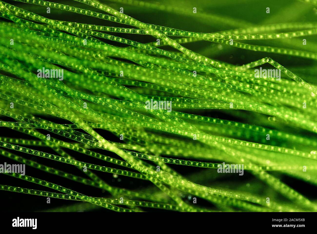 Spirogyra algae. Light micrograph of Spirogyra sp. algae. This ...