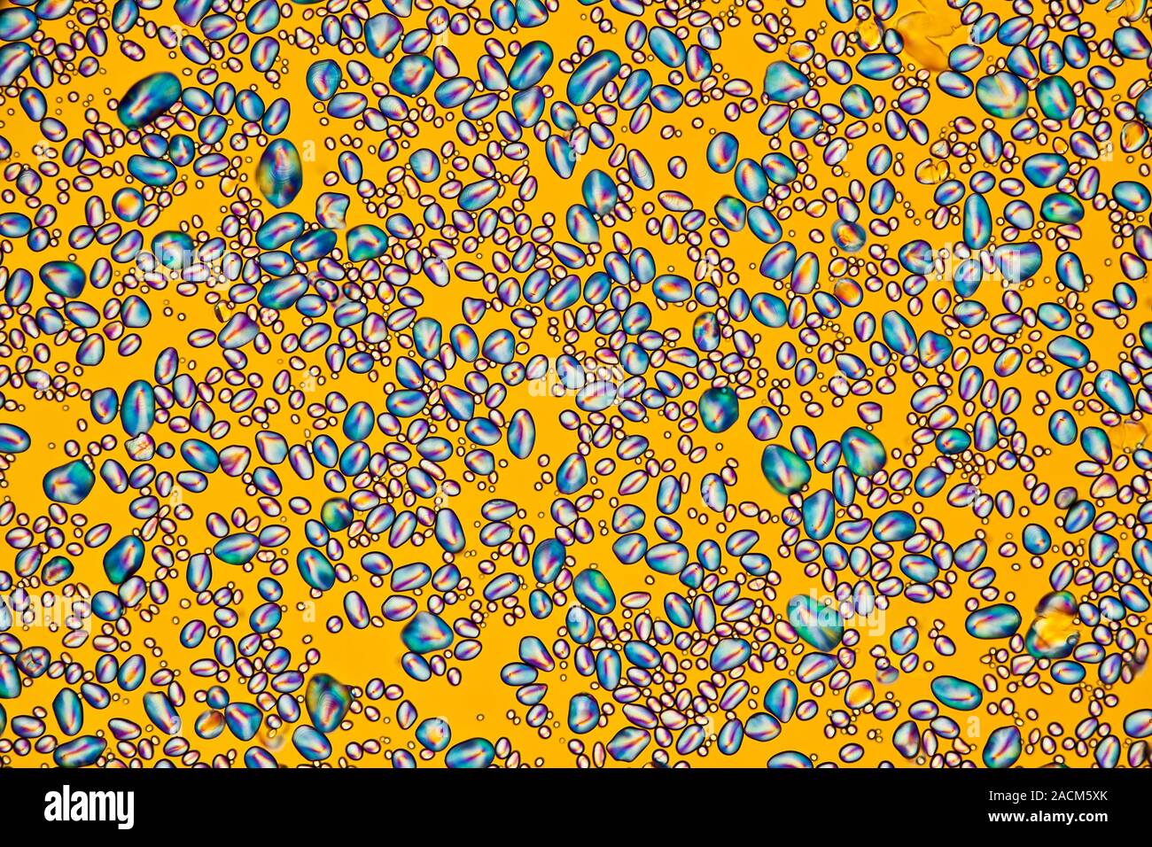Potato starch grains. Polarised light micrograph of starch grains from ...
