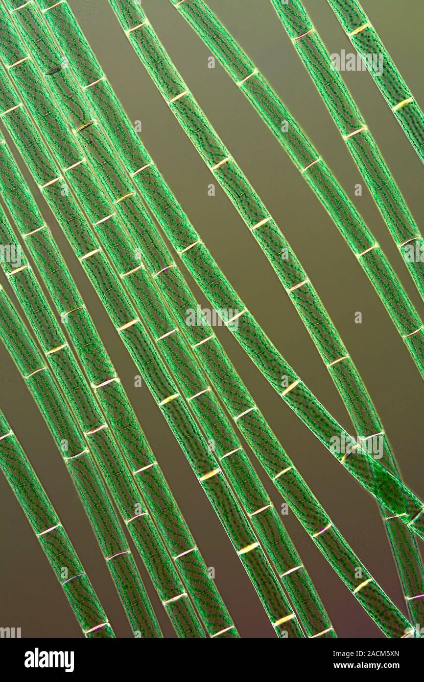 Spirogyra algae. Polarised light micrograph of Spirogyra sp. algae ...