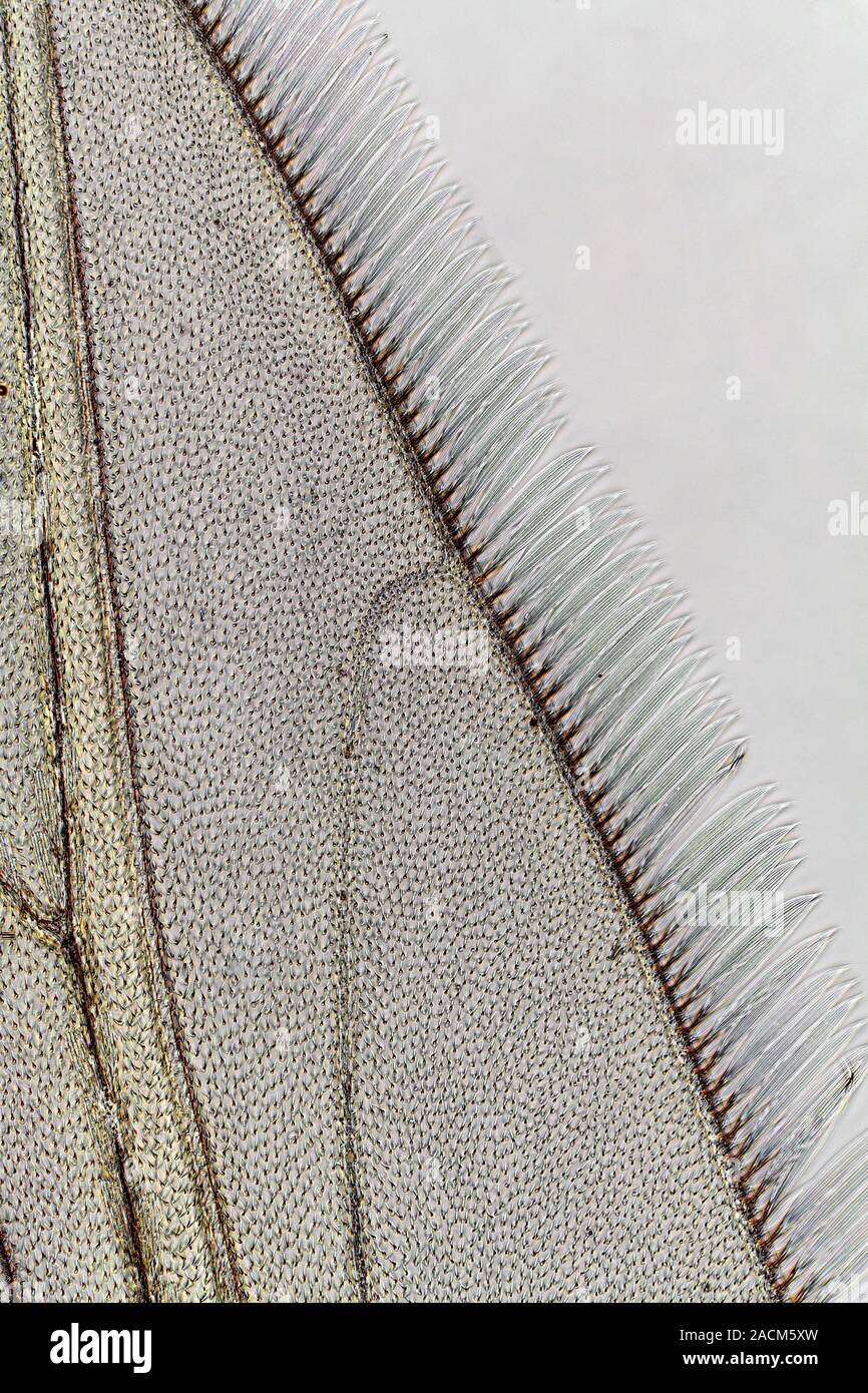 Mosquito wing. Light micrograph showing the structure of a wing from a ...
