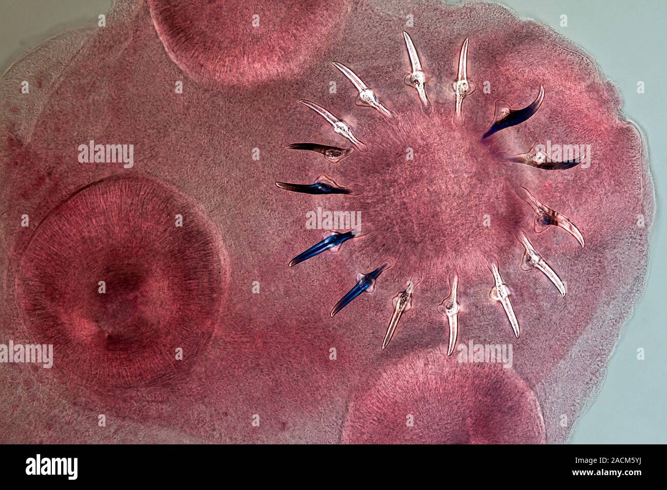 Tapeworm. Light micrograph of a section through a Taenia taeniaeformis ...