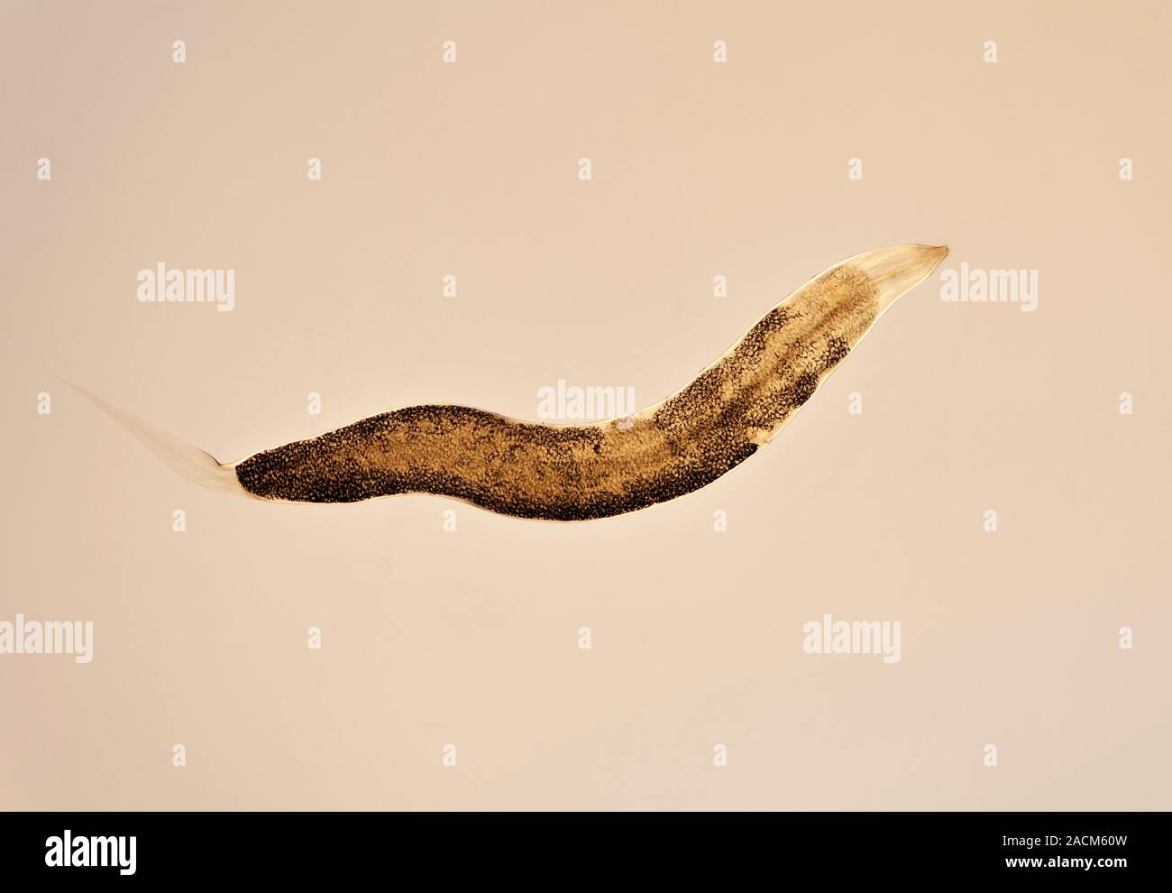 Threadworm. Light micrograph of a female Enterobius vermicularis ...