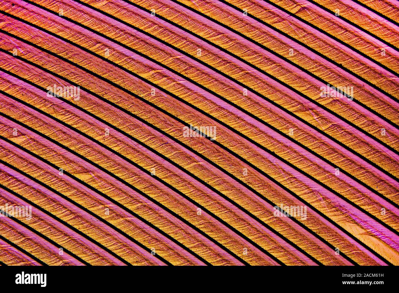 Swan feather. Differential interference contrast micrograph showing the ...