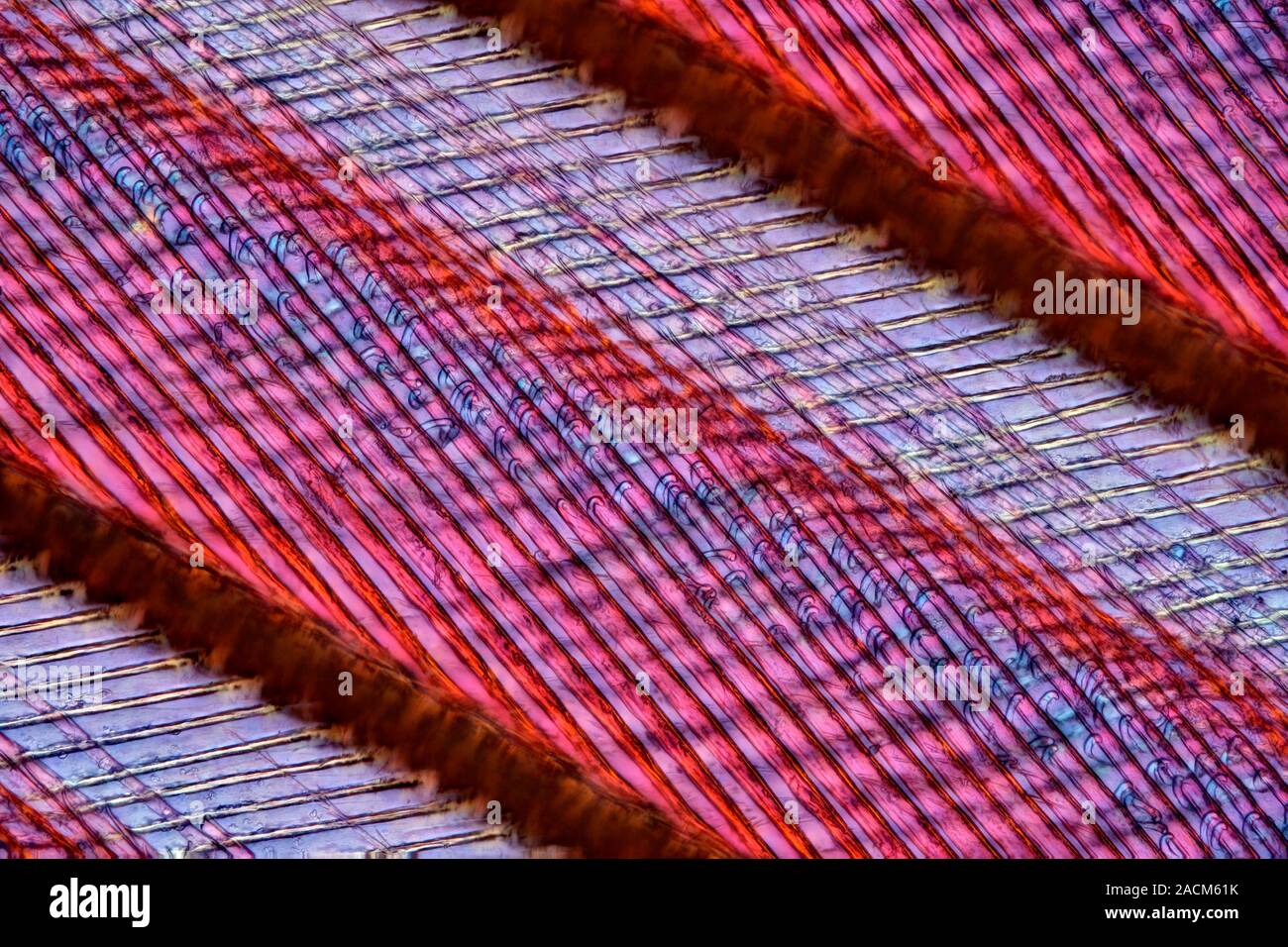 Swan feather. Differential interference contrast micrograph showing the ...