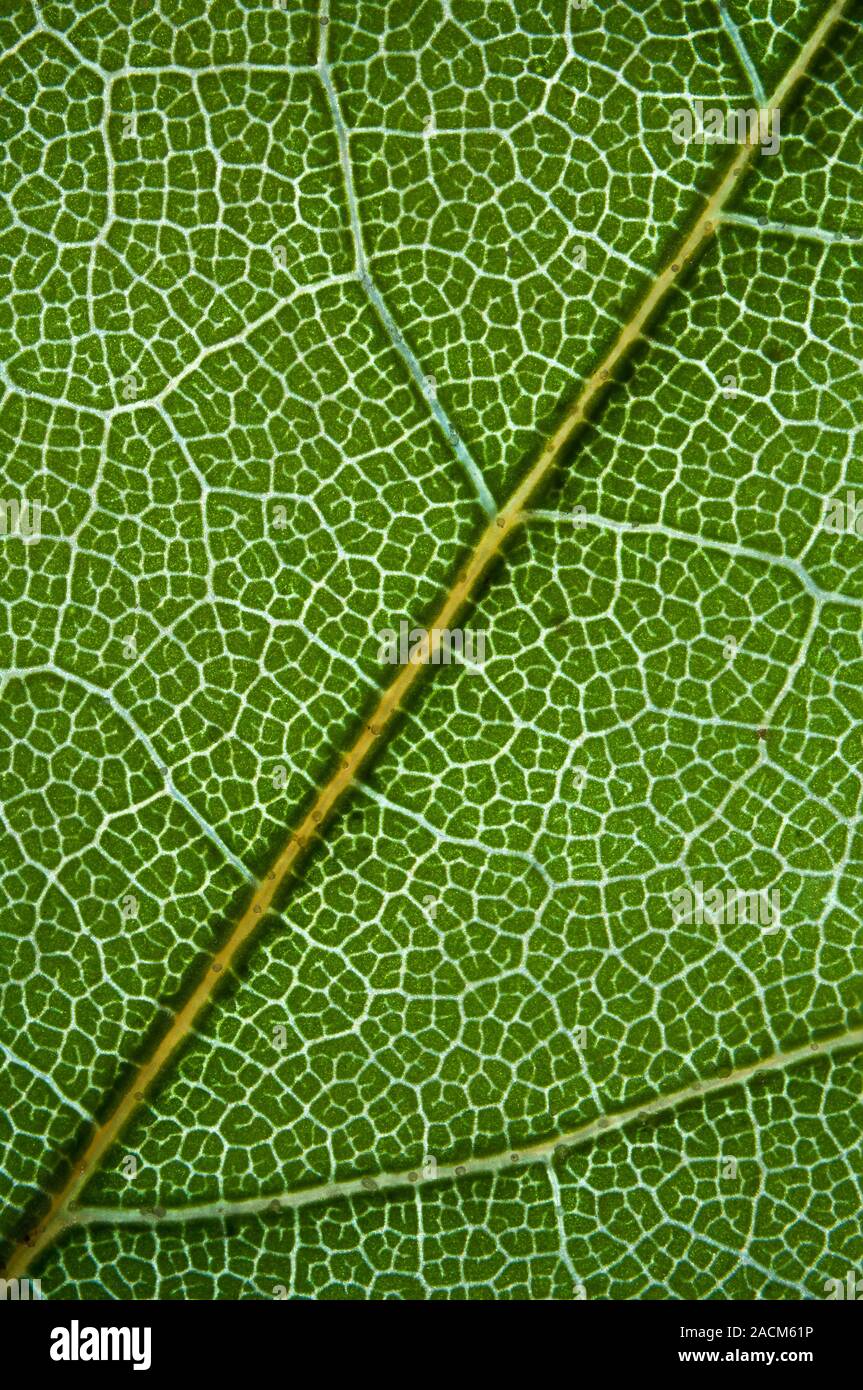 American oak leaf. Light micrograph showing the veins in a leaf from an ...