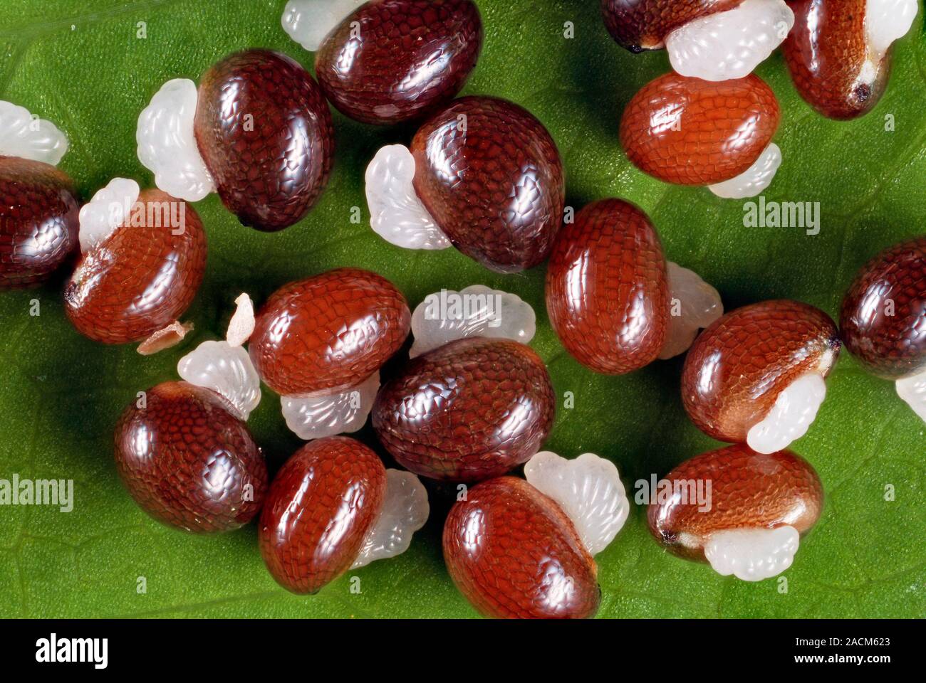 Greater celandine (Chelidonium majus) seeds. Close-up of seeds from the ...