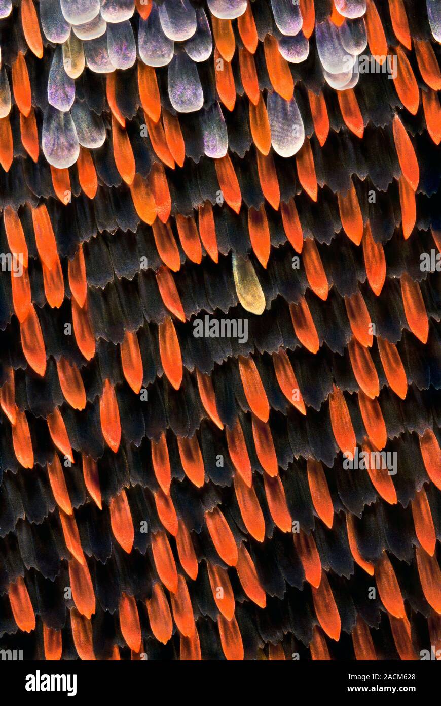 Butterfly wing scales. Close-up of scales on the wing of a blue morpho ...