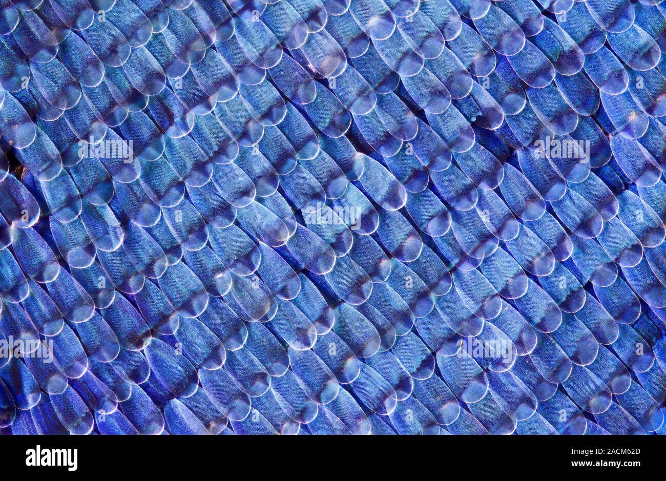 Butterfly wing scales. Light micrograph of scales on the wing of a blue ...