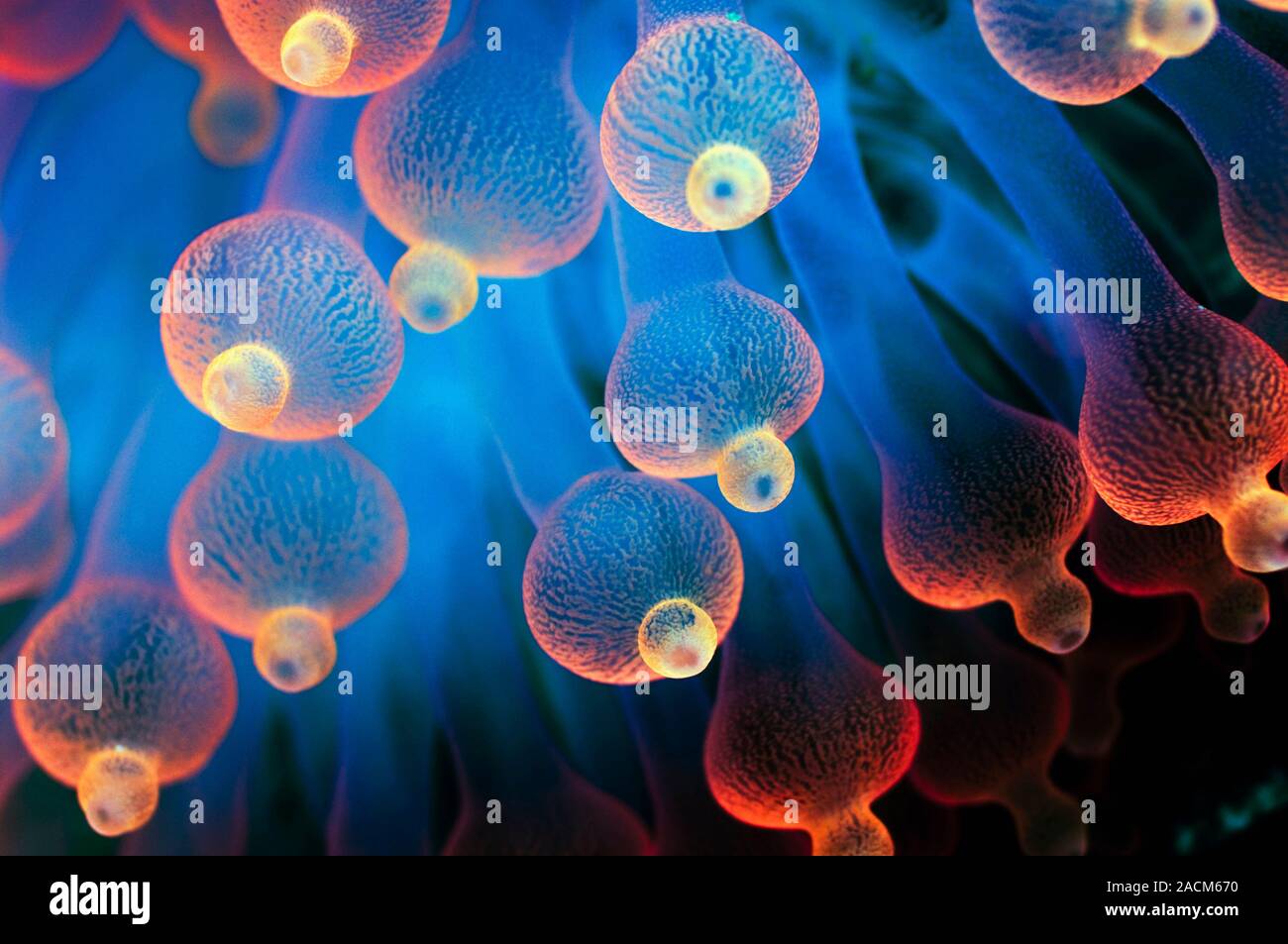 Bubble tip anemone. Close-up of the fluorescent tentacles of a bubble ...
