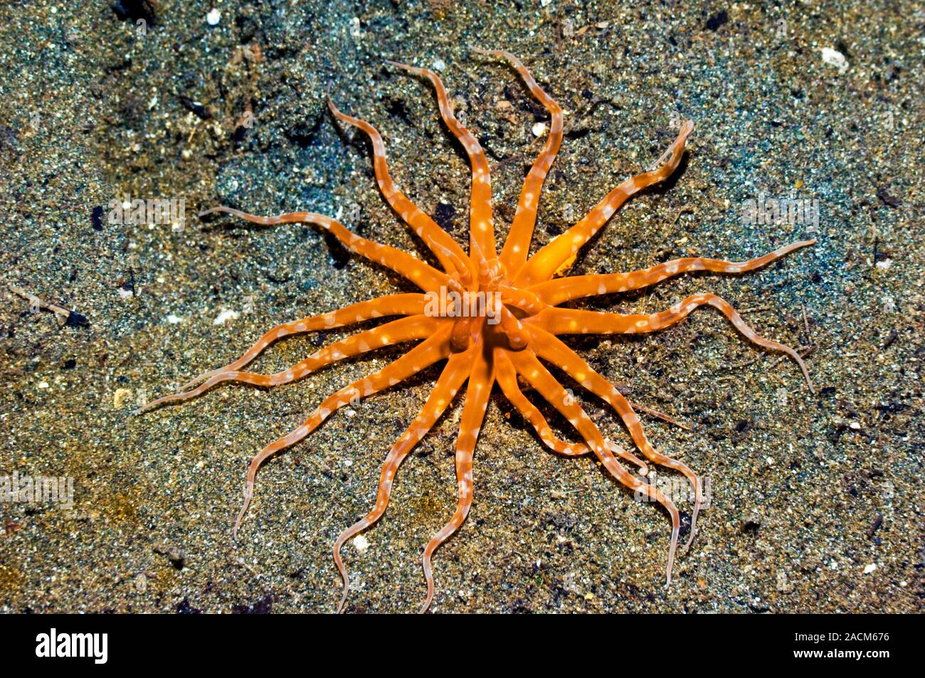 Burrowing sand anemone (Edwardsia sp.) on the sea-bed. Photographed off ...
