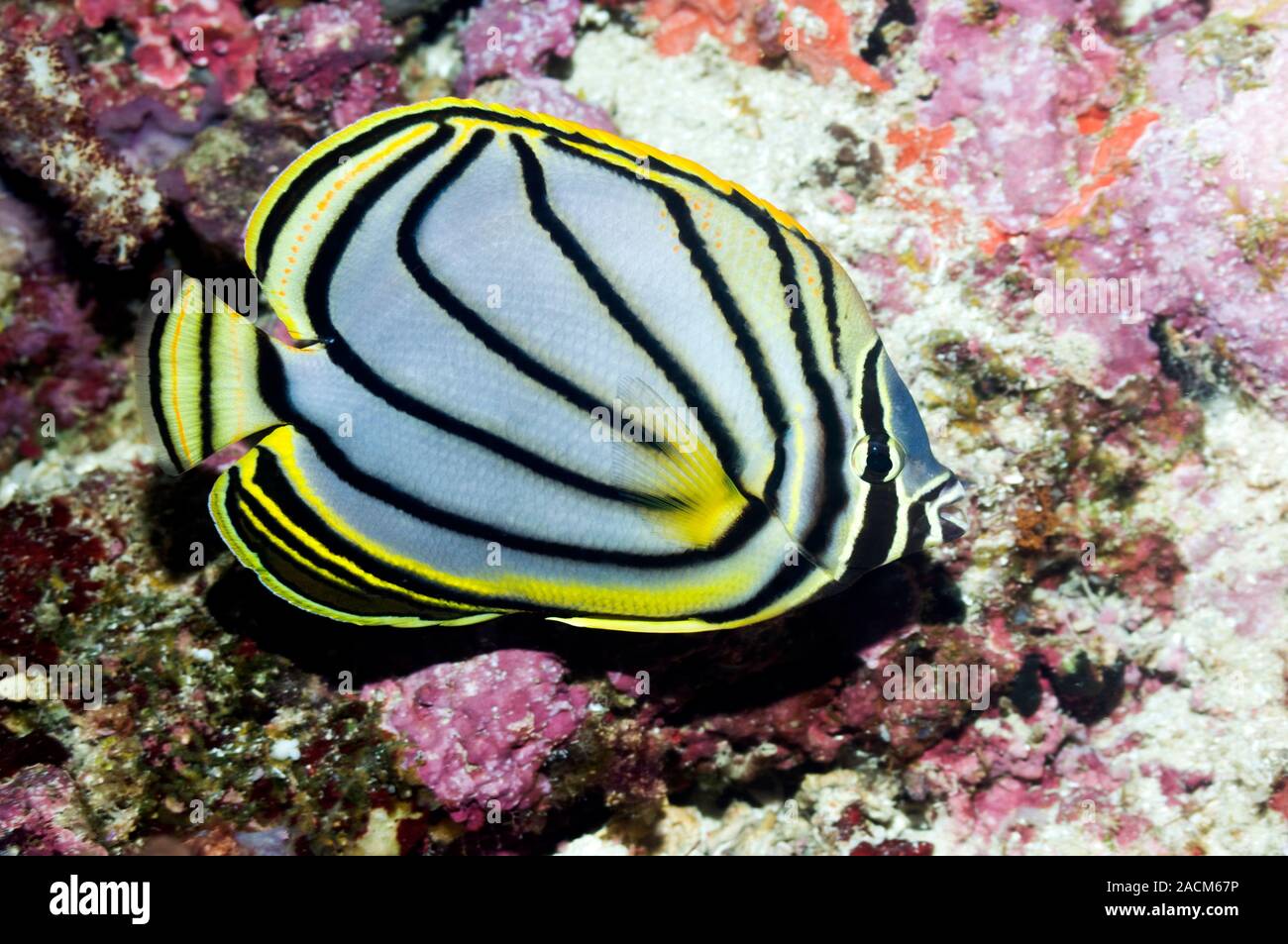 Meyer's butterflyfish (Chaetodon meyeri) on a reef. Photographed off ...