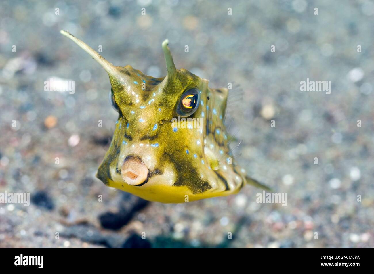 Longhorn cowfish (Lactoria cornuta). This fish inhabits reefs in the ...