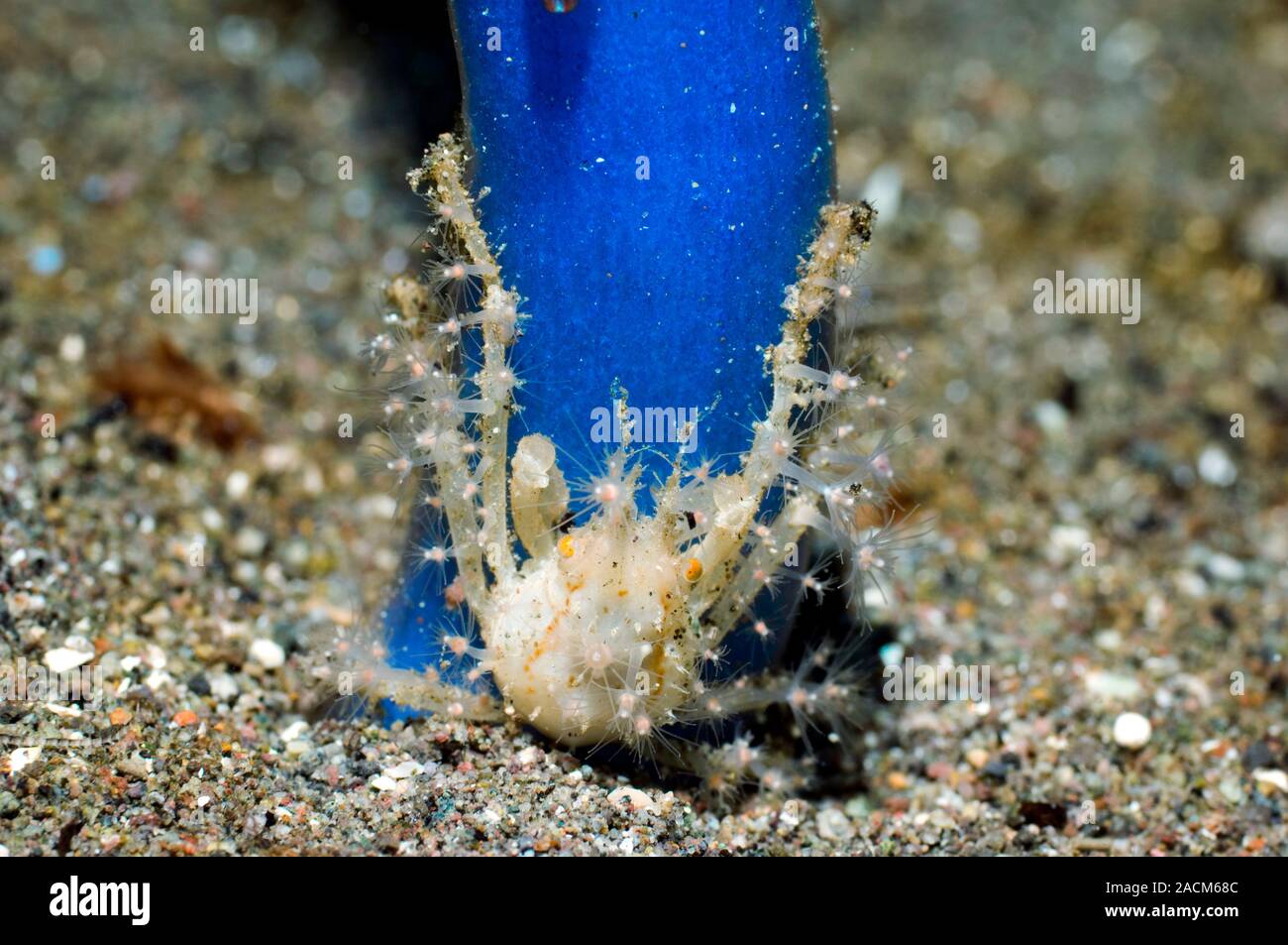Hydroid crab on a seasquirt (blue). The hydroid crab (Hyastenus ...