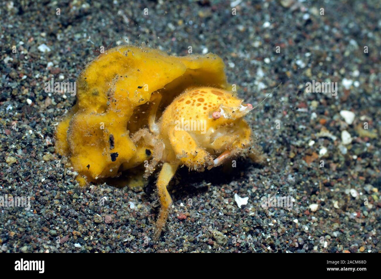 Sponge crab. Close-up of a Dromidiopsis australiensis sponge crab with ...