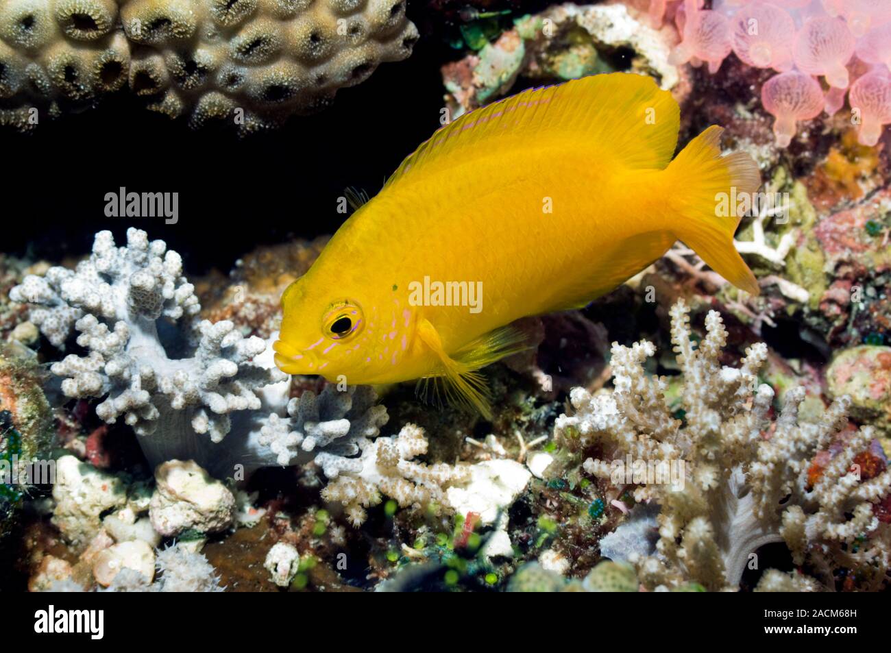 Lemon damselfish (Pomacentrus moluccensis) on a reef. Photographed off ...