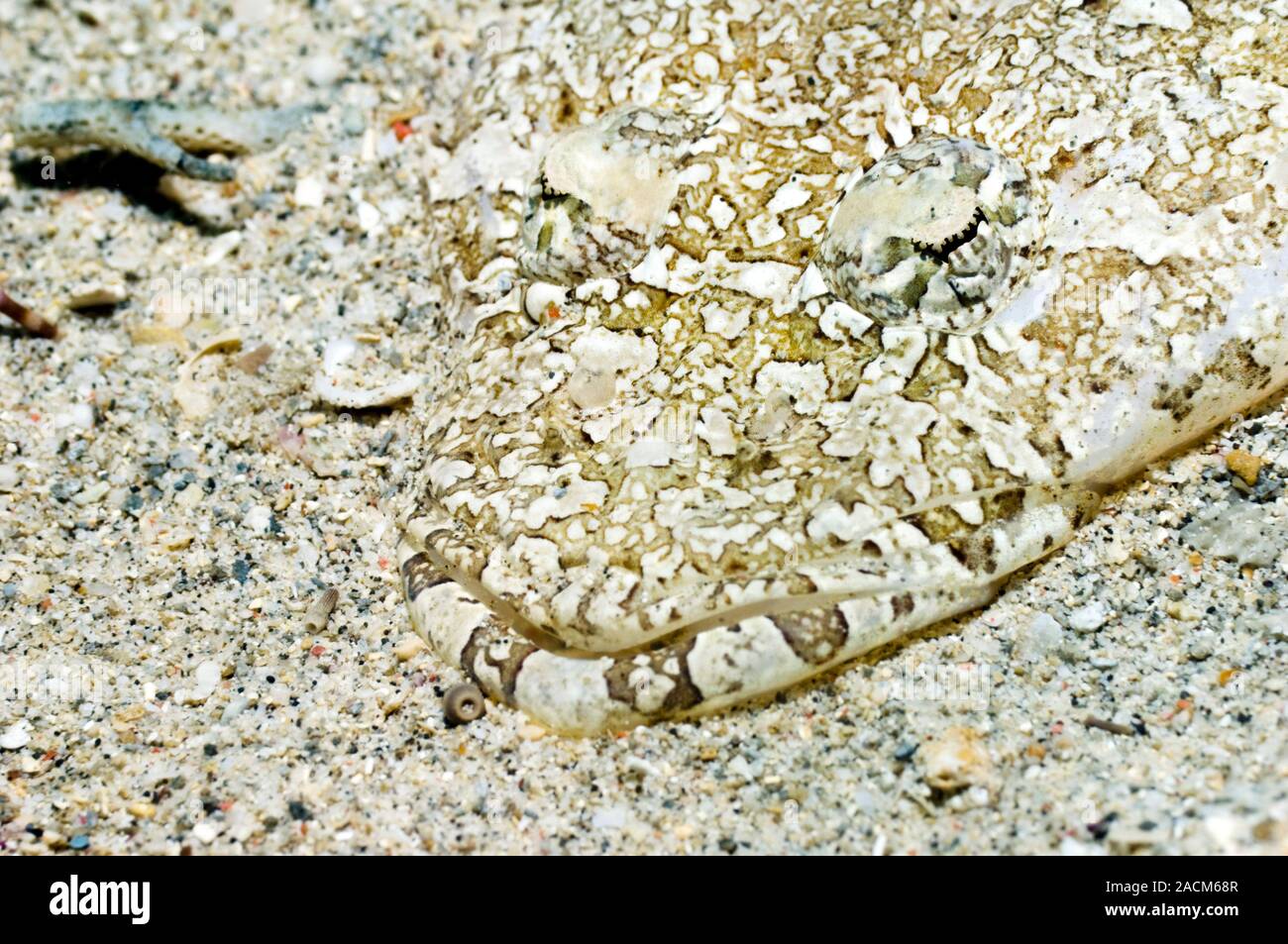 Camouflaged flathead fish. Close-up of a Thysanophrys chiltonae fish ...