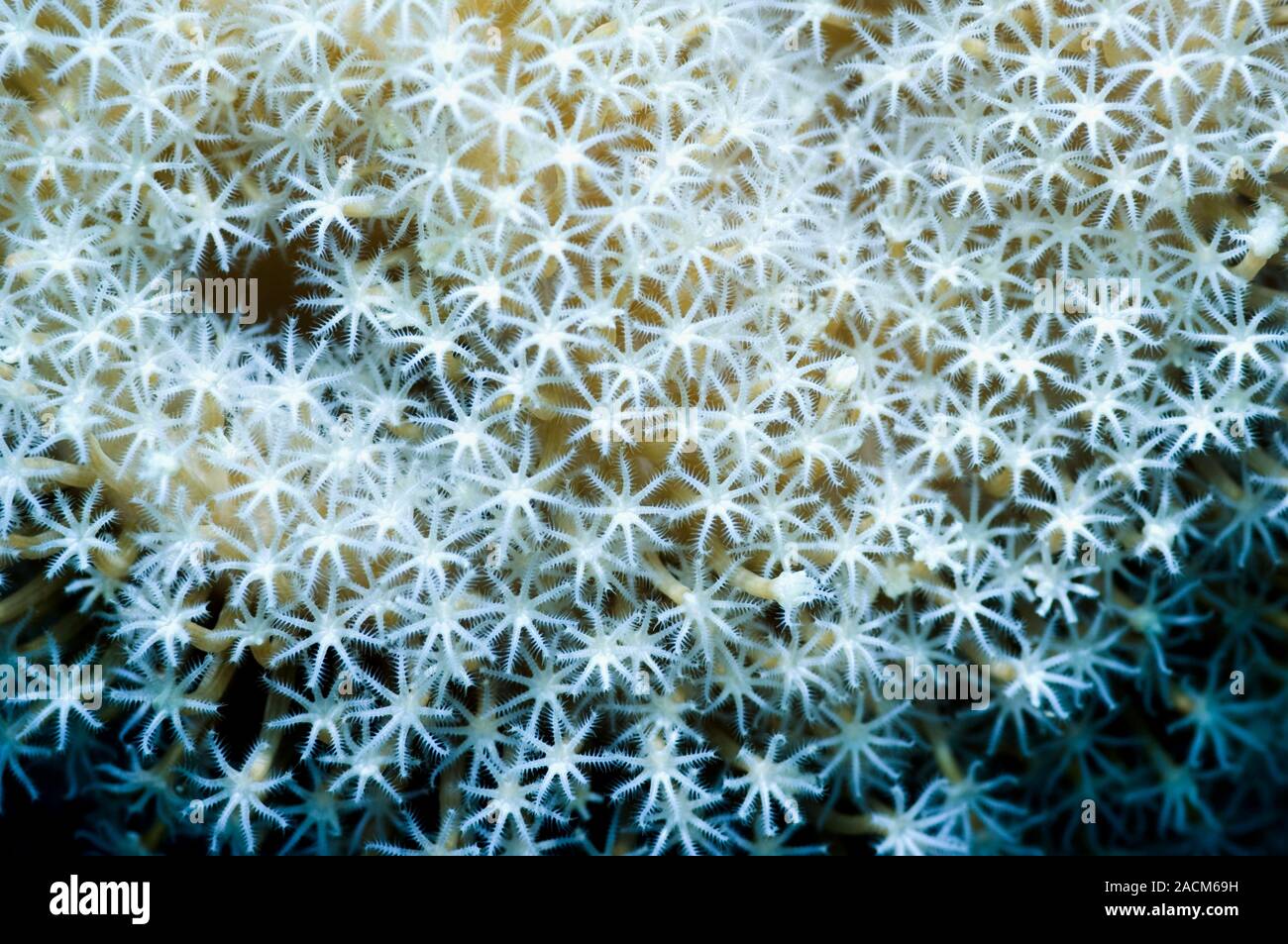 Leather coral polyps. Close-up of the tentacled polyps of a leather ...
